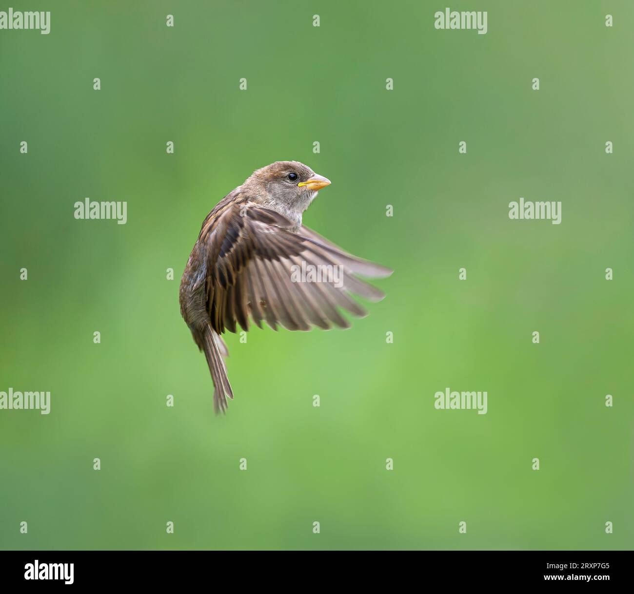 Sparrow wing hi-res stock photography and images - Alamy