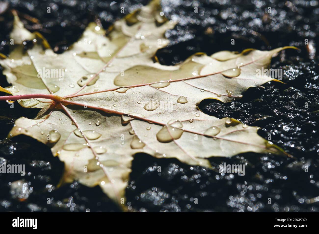 Drops water lies on asphalt hi-res stock photography and images - Alamy