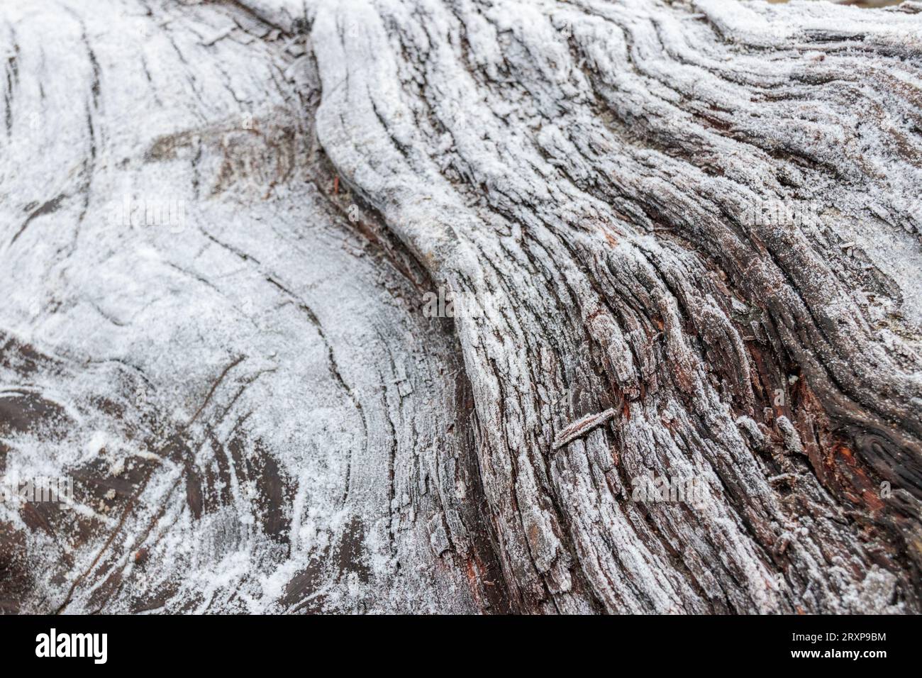 Closeup of an old log covered in a dusting of snow on a beach in ...