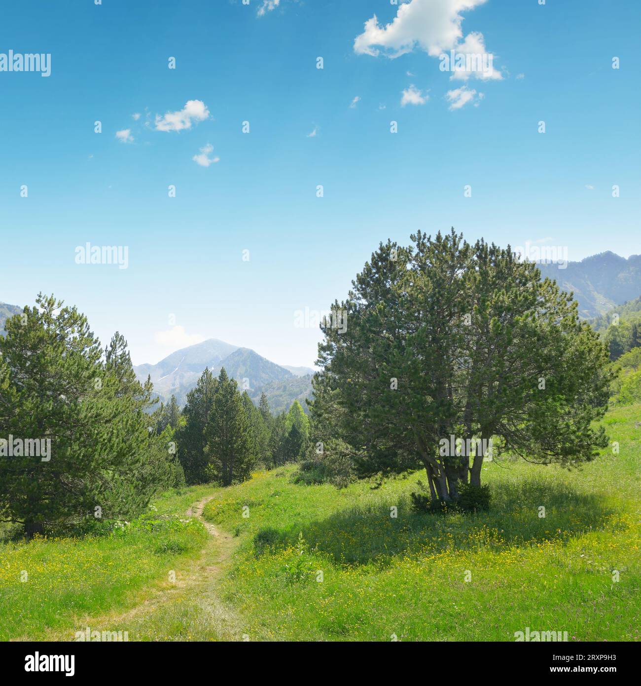 Trees hillside pine sky hi-res stock photography and images - Alamy