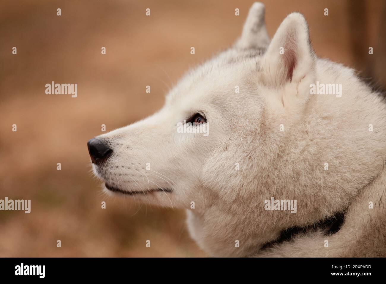 White Siberian Husky face close up Stock Photo - Alamy