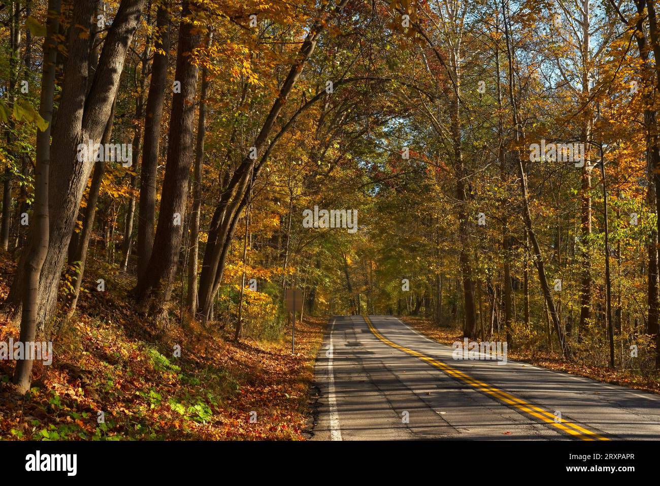 A country road passes through an autumn-hued woodland in northeast Ohio ...