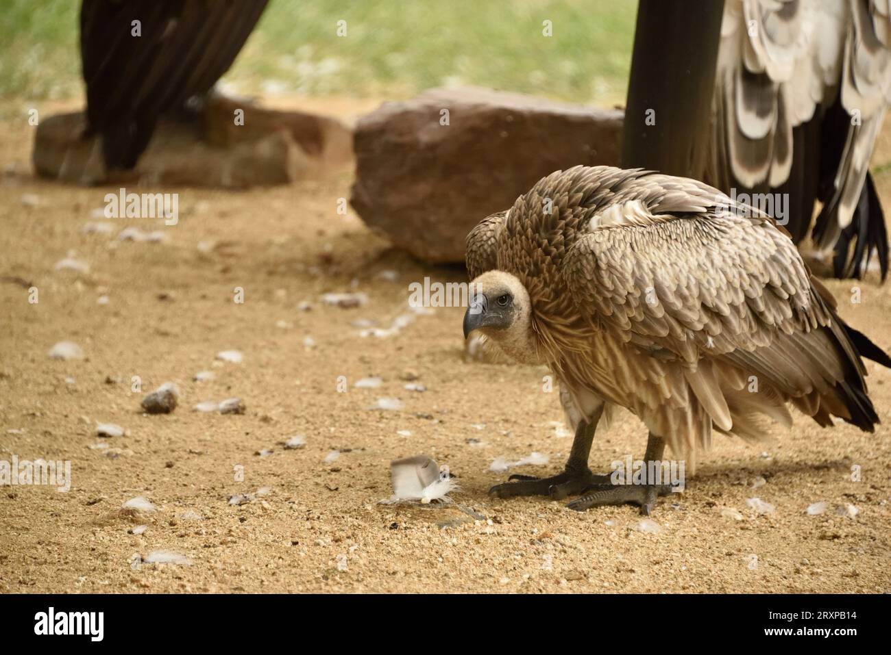 Vulture looking for prey in South Africa Stock Photo - Alamy