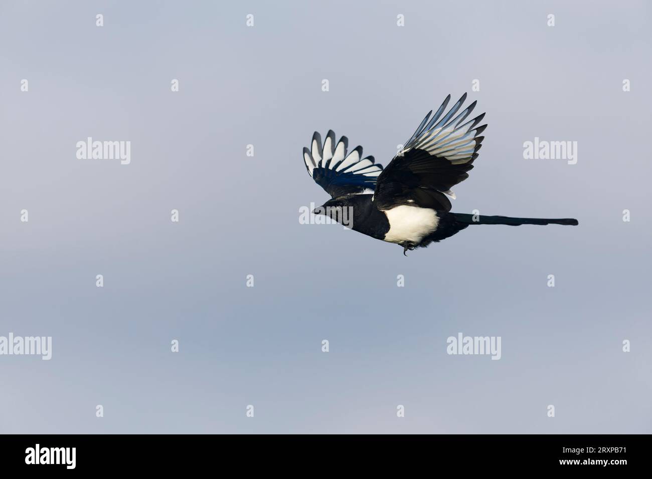Common magpie Pica pica, adult flying, Suffolk, England, September ...