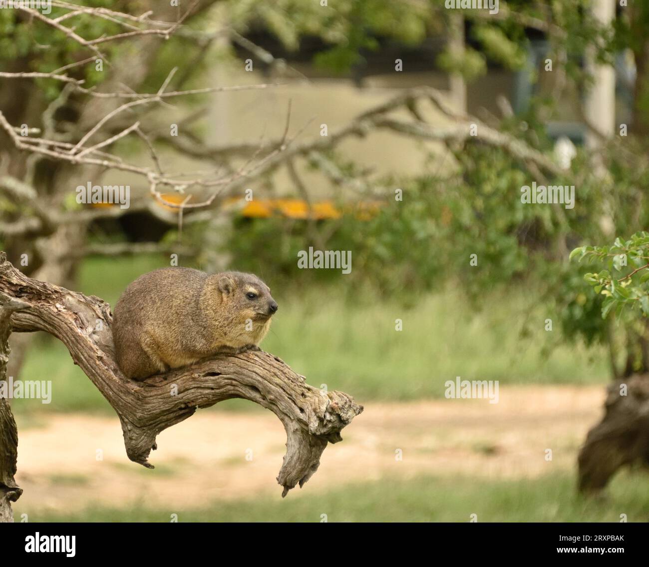 Dassie, sitting in tree Stock Photo - Alamy