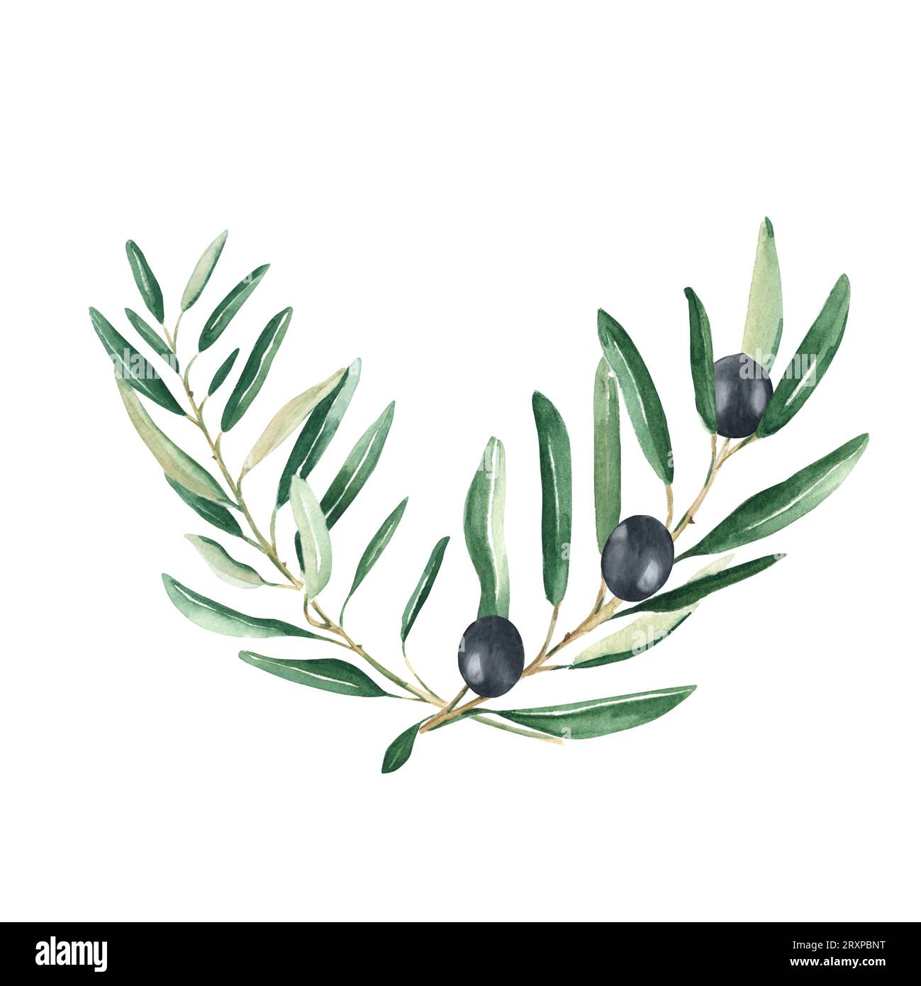 Olive bouquet, branches with black olives isolated on white background. Watercolor hand drawn ...