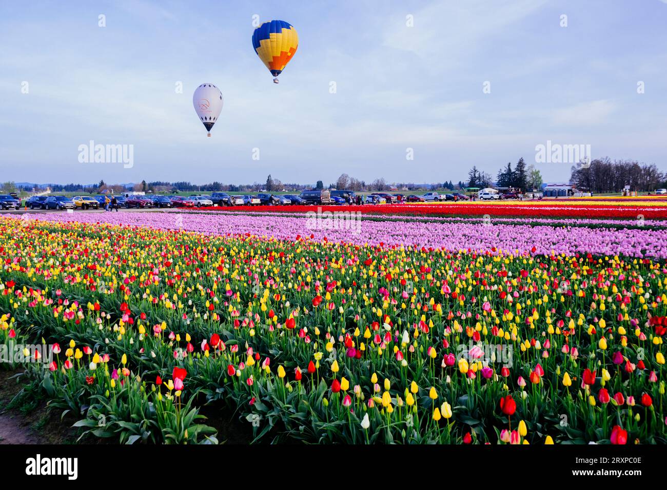 Flying tulip hi-res stock photography and images - Alamy