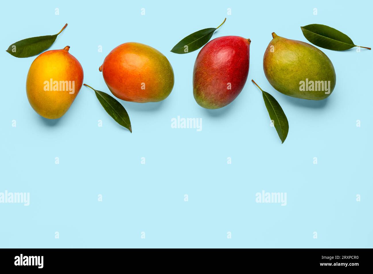 Fresh ripe mangoes on light blue background Stock Photo - Alamy