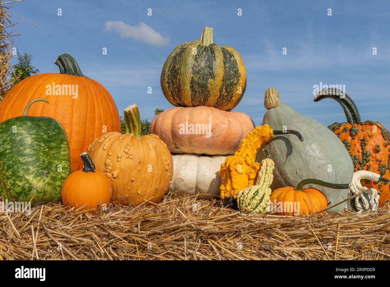 Pumpkin and gourd decorations ready for the fall holiday season Stock ...