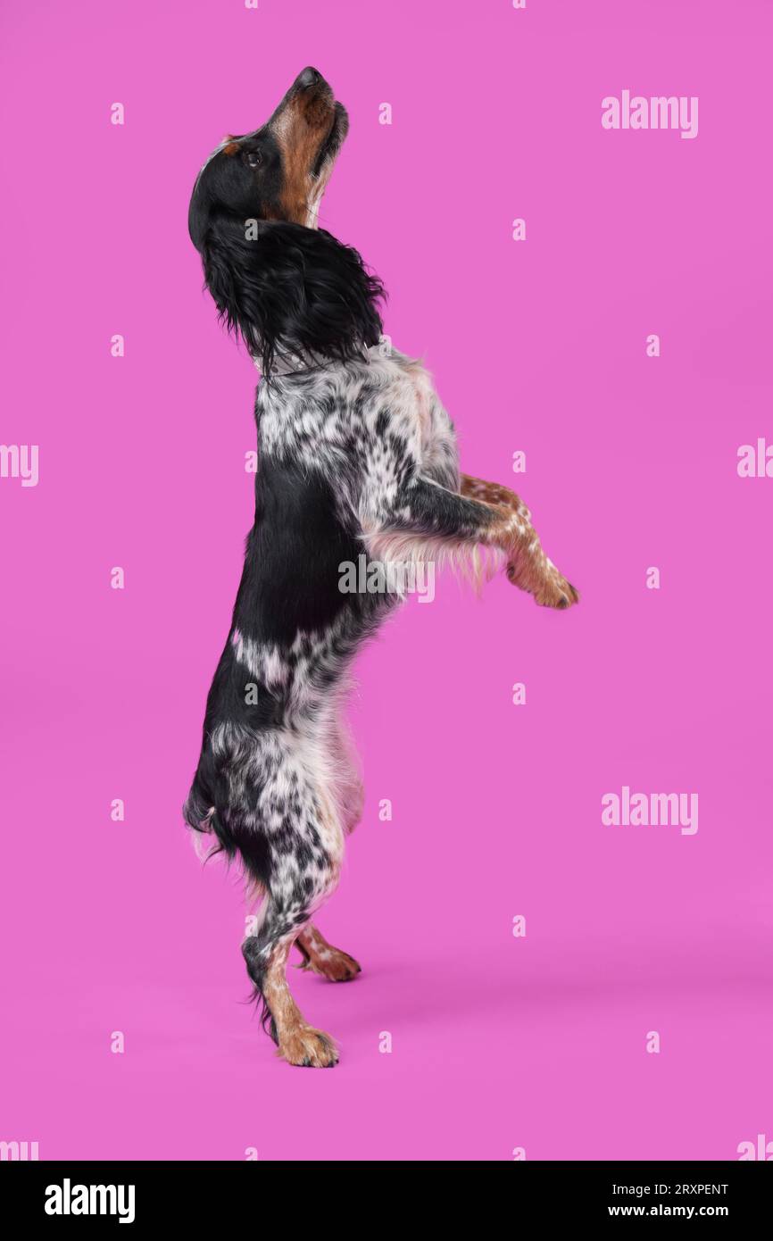 Cute cocker spaniel jumping on purple background Stock Photo - Alamy