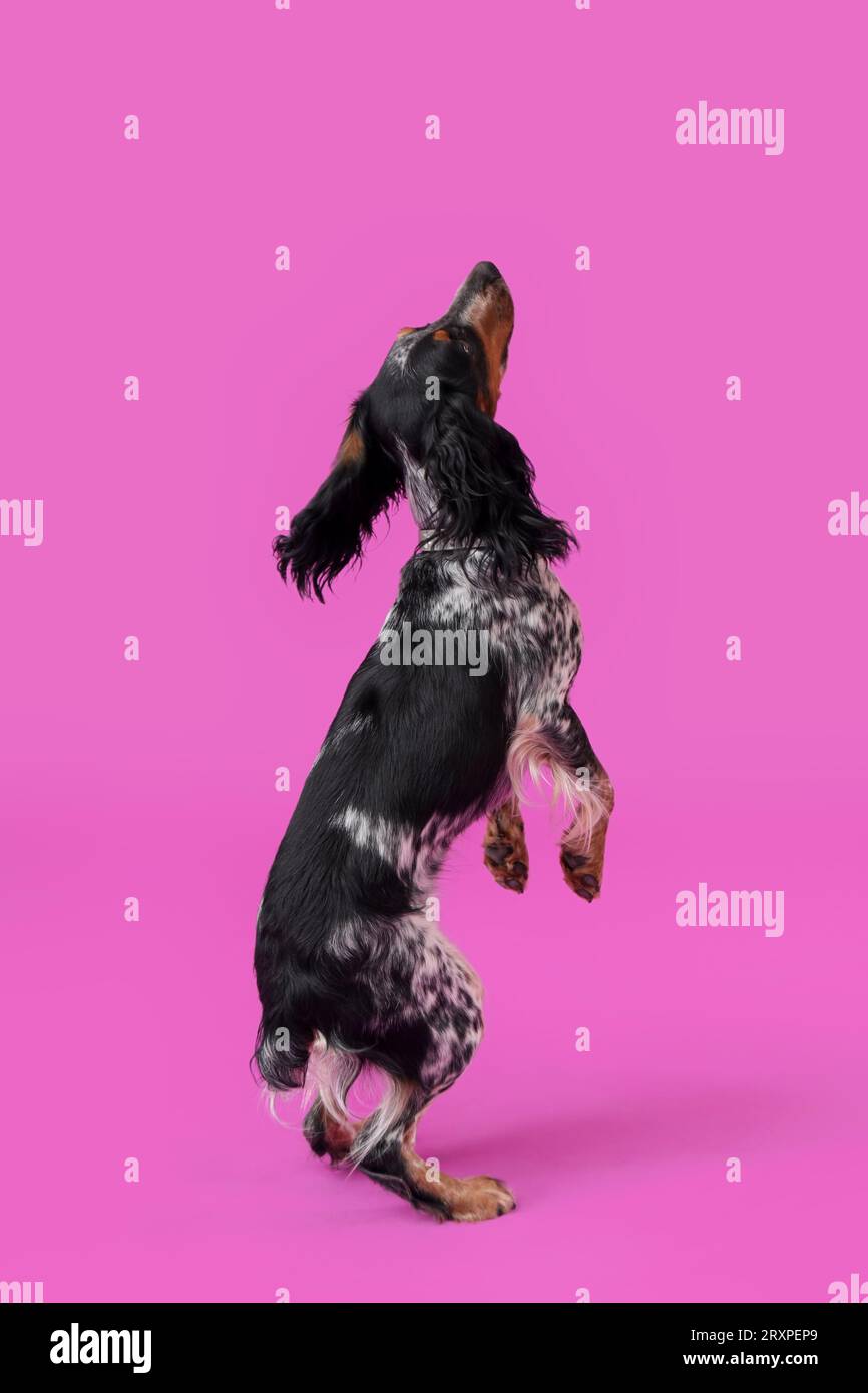 Cute cocker spaniel jumping on purple background Stock Photo - Alamy