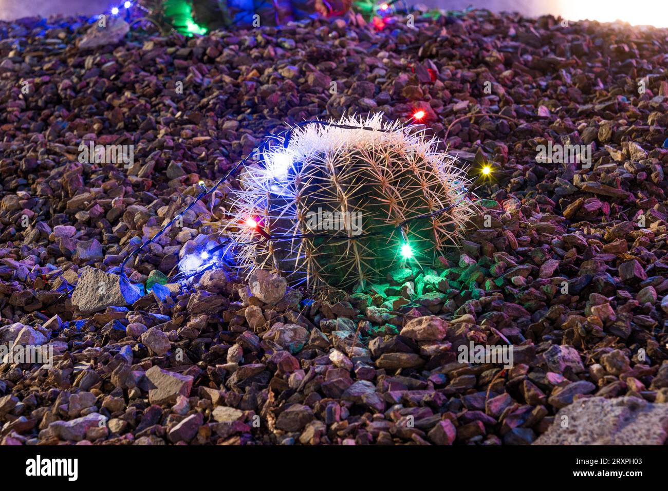 A small golden cactus wrapped in Christmas Lights at night Stock Photo ...