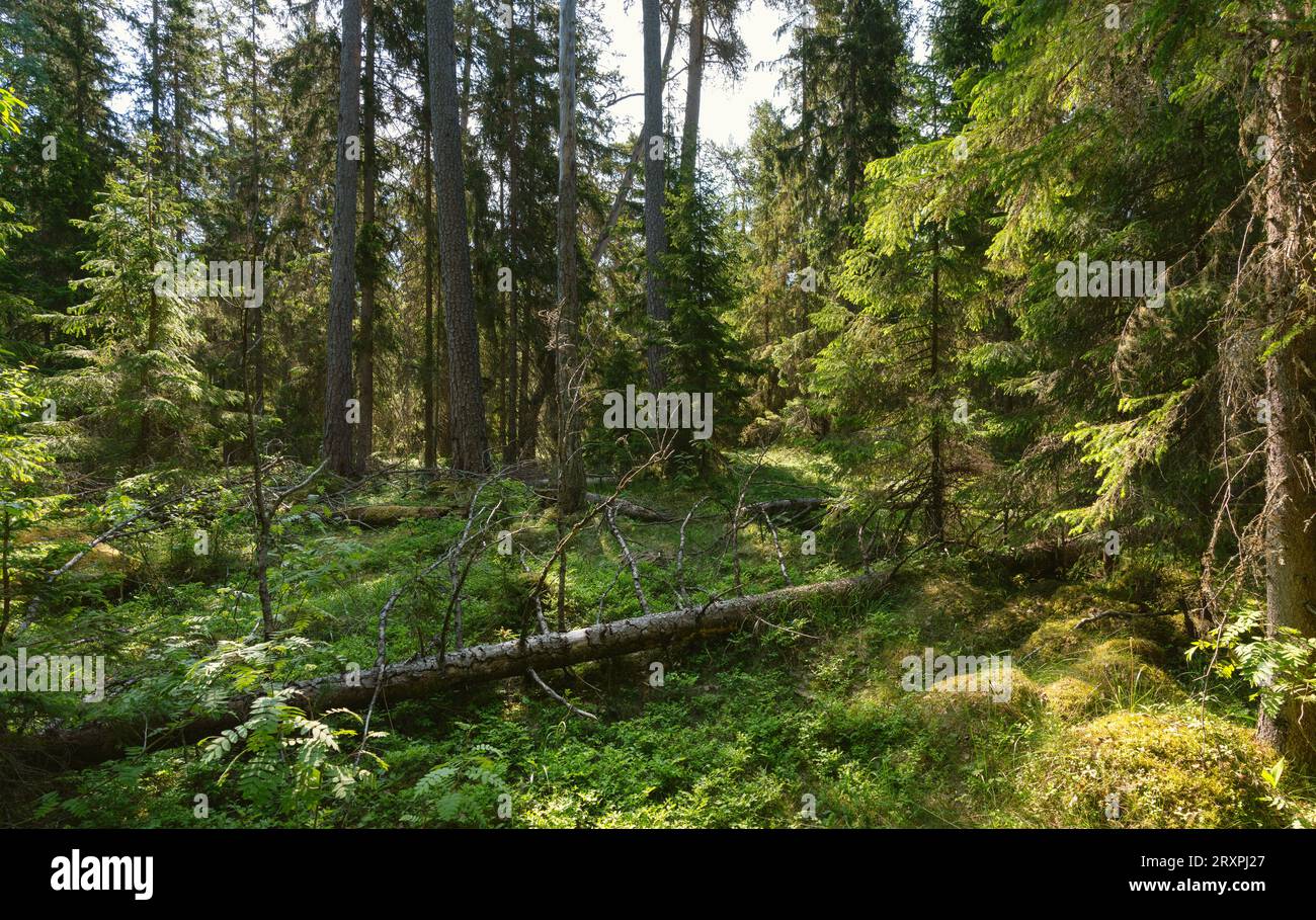 Dense old growth forest trail hi-res stock photography and images - Alamy