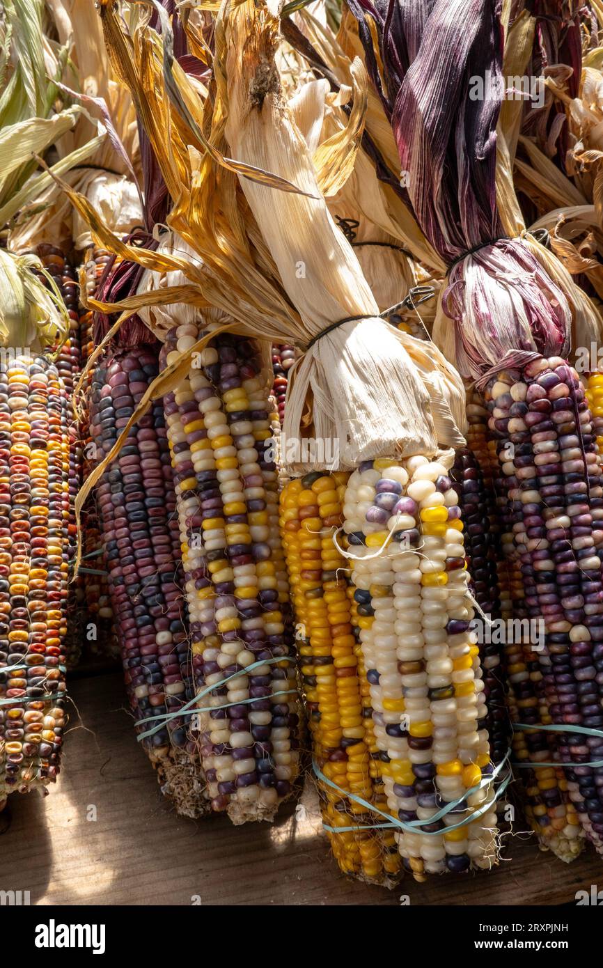 Ward's berry farm is a fun family destinations in the autumn months ...