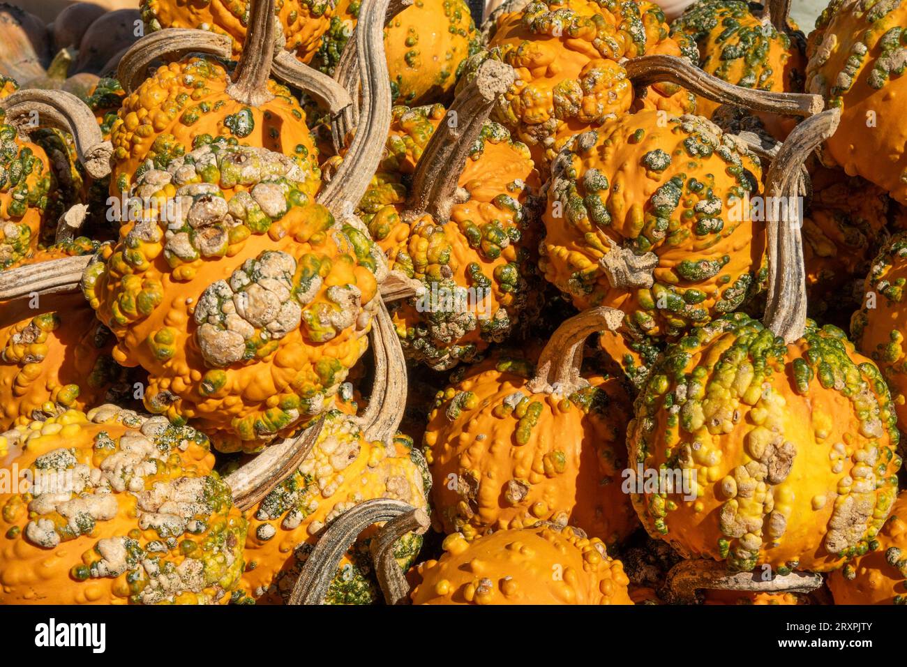 Bumpy squash hi-res stock photography and images - Alamy