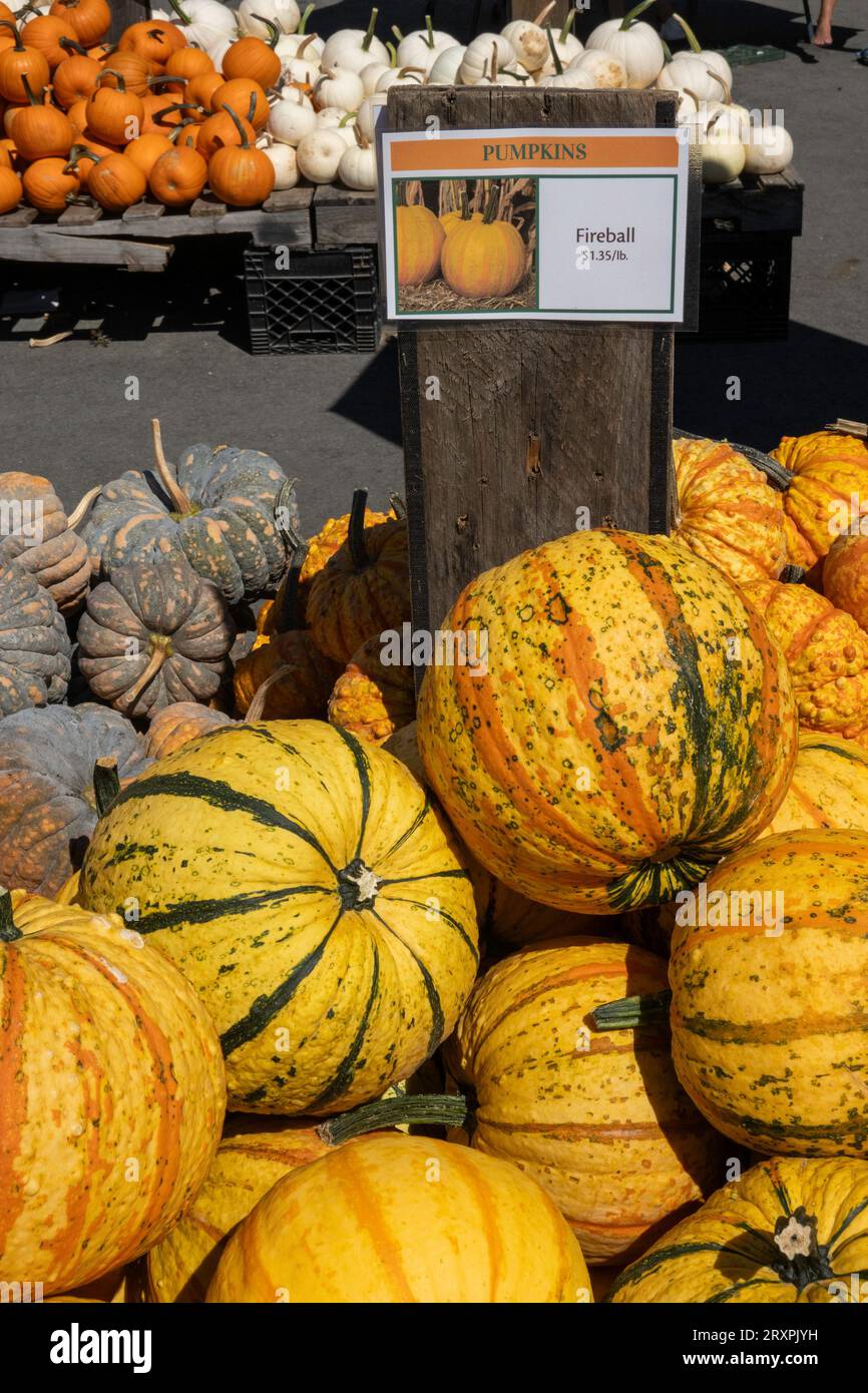 Cucurbita ma hi-res stock photography and images - Alamy