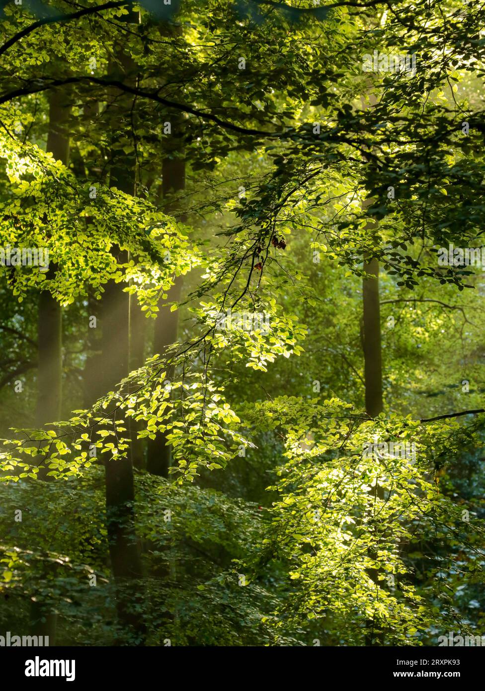 Sunlit trees and leaves Stock Photo - Alamy