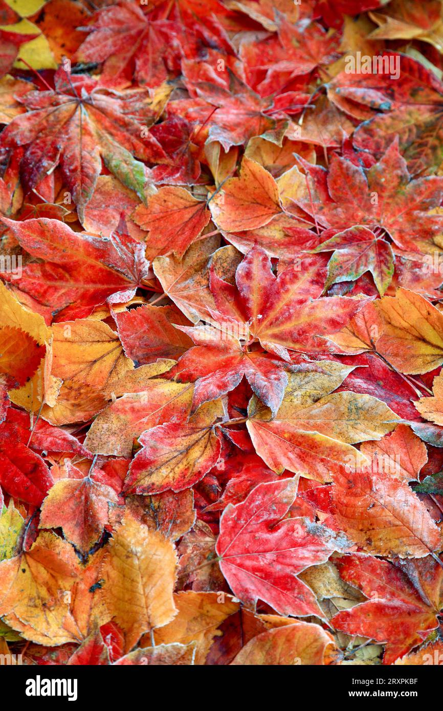 Autumn leaf collage hi-res stock photography and images - Alamy