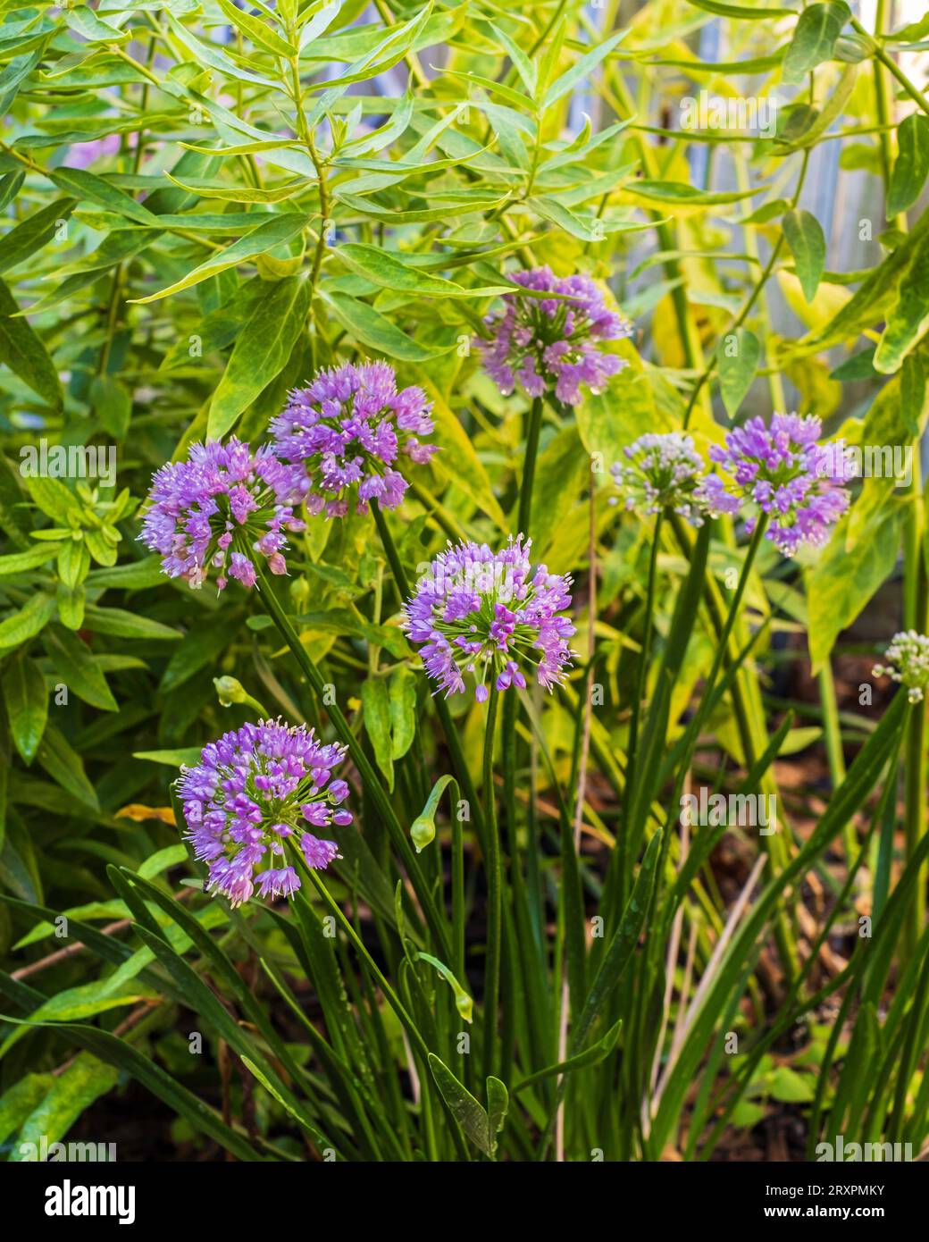 Ornamental onion, Allium Millenium, growing in an urban garden. Kansas ...