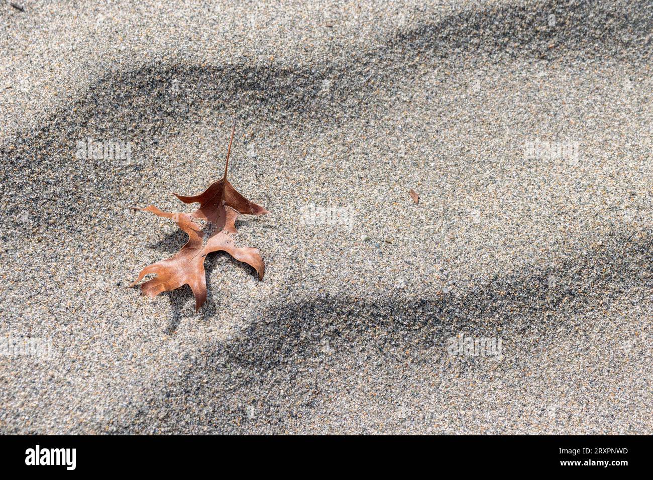 A single brown oak leaf rests amid ripples of sand on a beach in ...