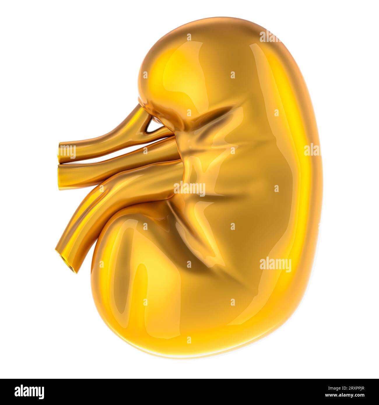 Human kidney 3d hi-res stock photography and images - Alamy