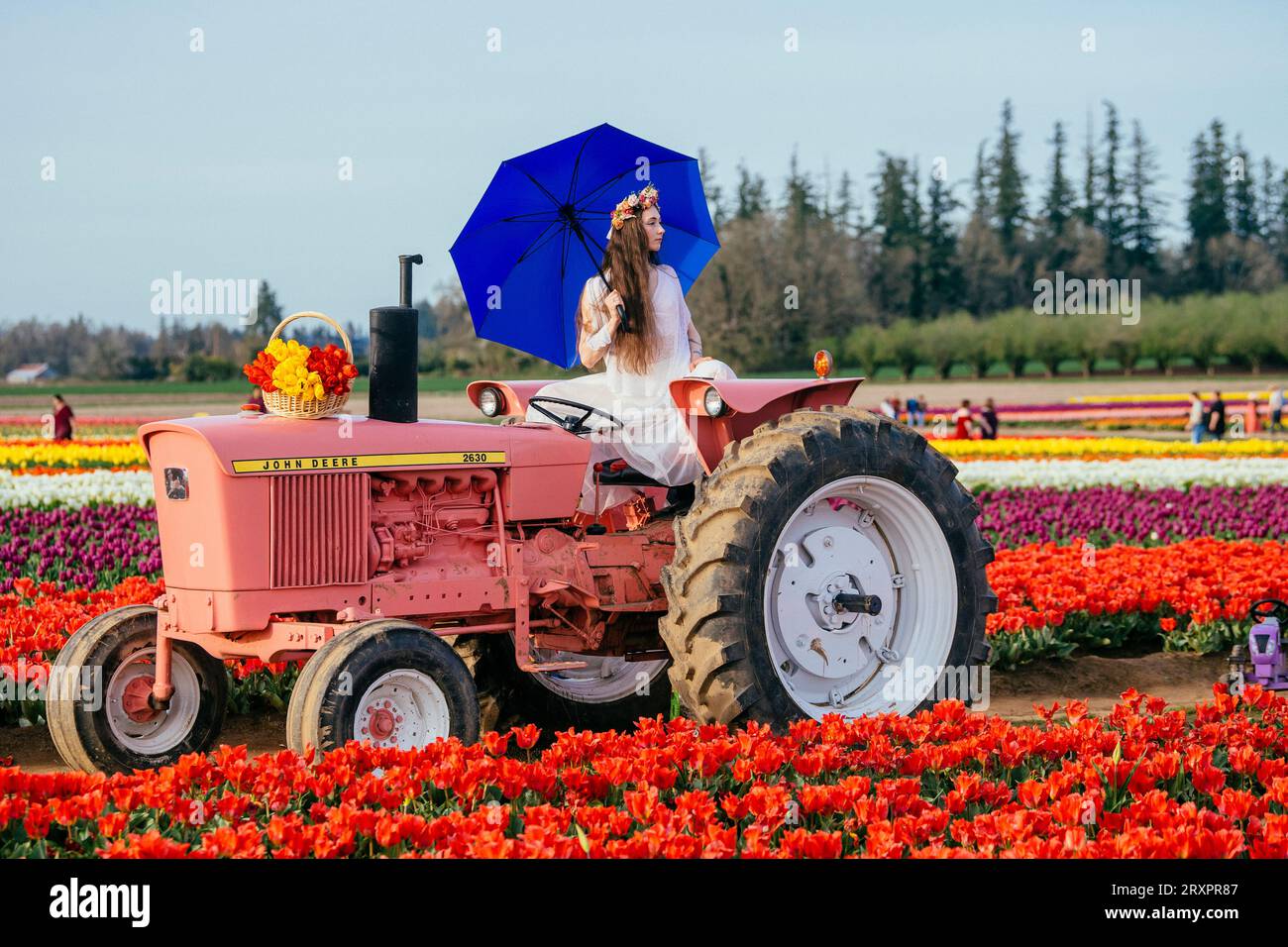Woman doing split on top of tractor standing in vast tulip field Stock ...