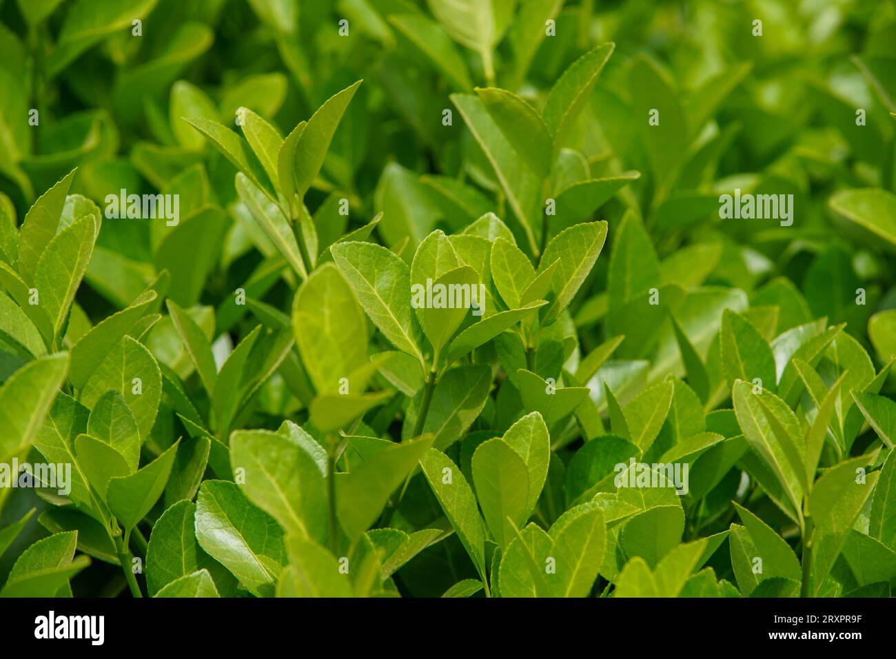 Chinese littleleaf box grows in the botanical garden in North China ...