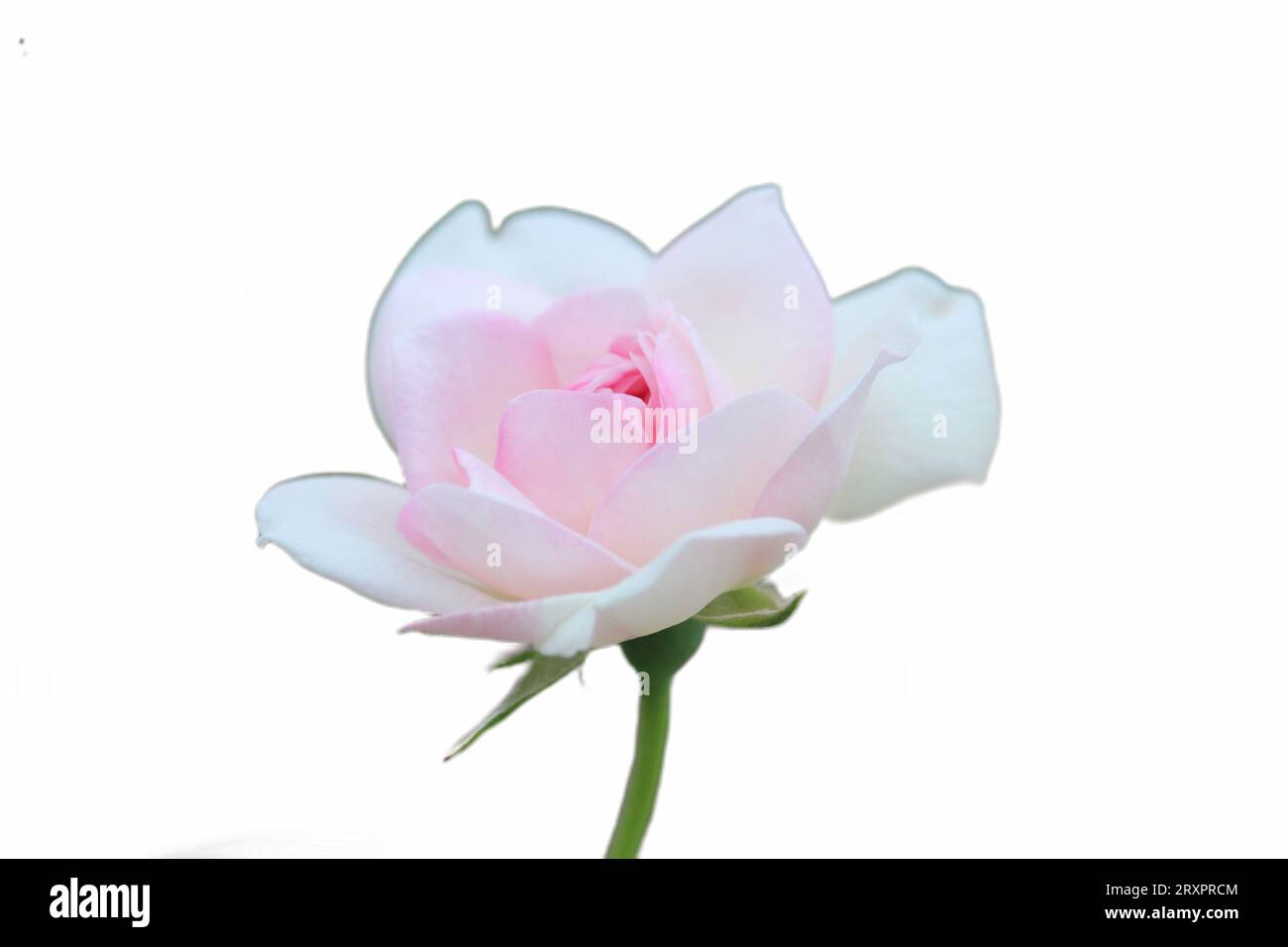 Red rose decoration Cut Out Stock Images & Pictures - Alamy