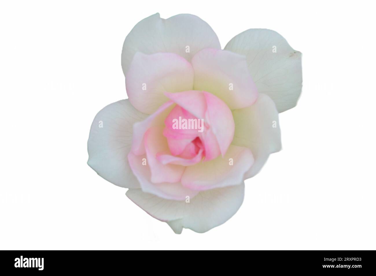 Photo blooming passion flower Cut Out Stock Images & Pictures - Alamy