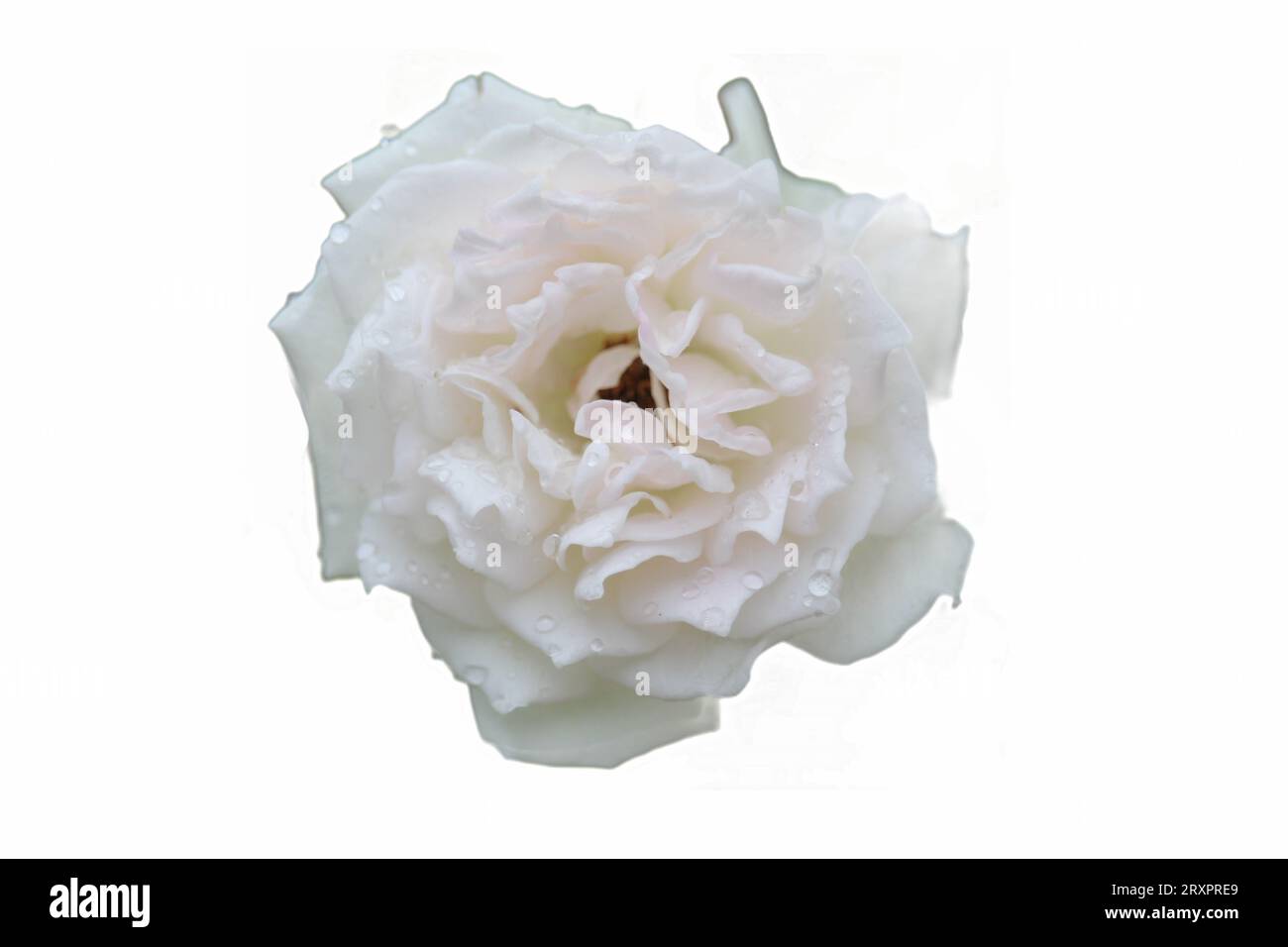 White rose movement hi-res stock photography and images - Alamy