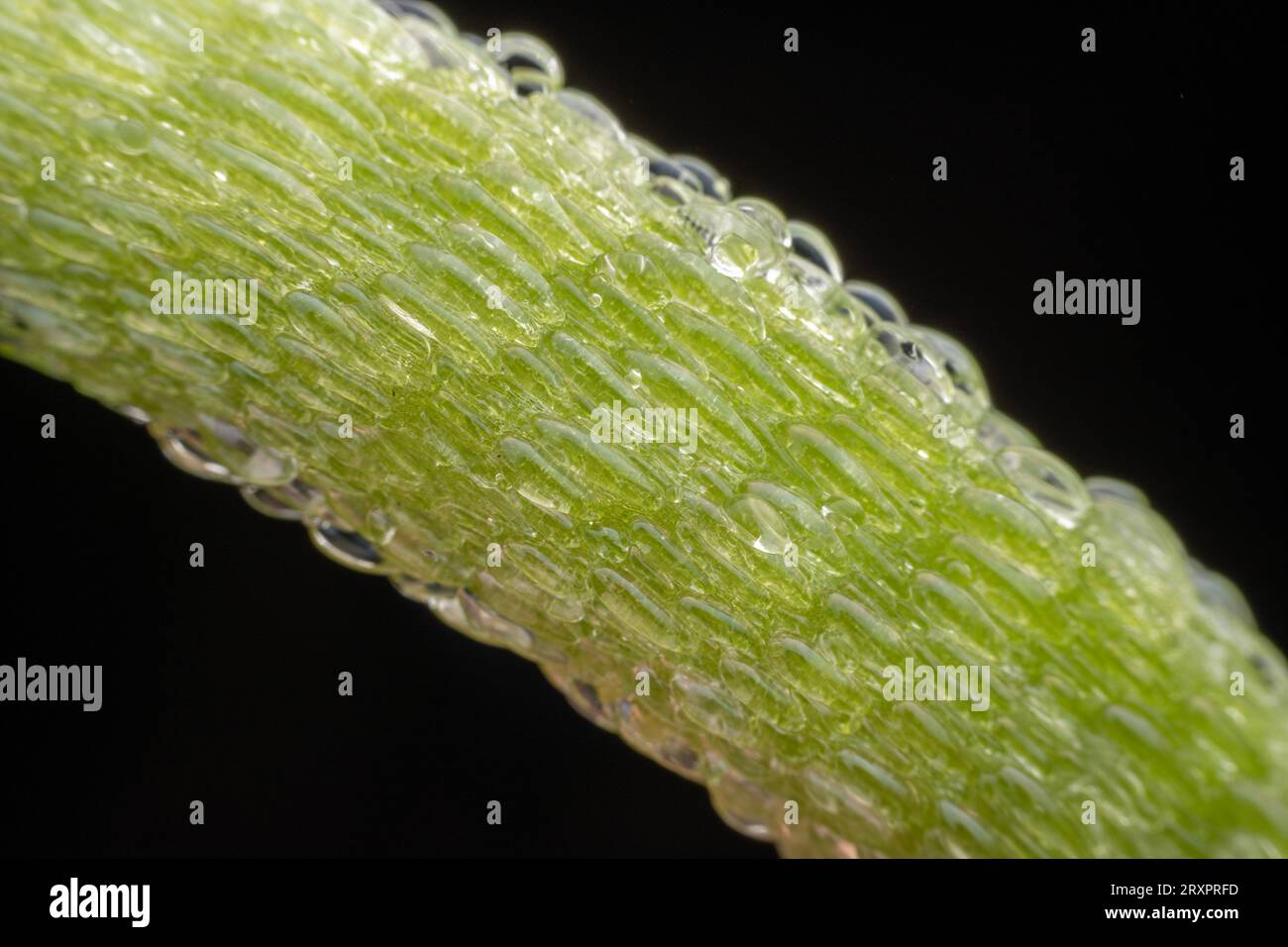 African ice vegetables hi-res stock photography and images - Alamy