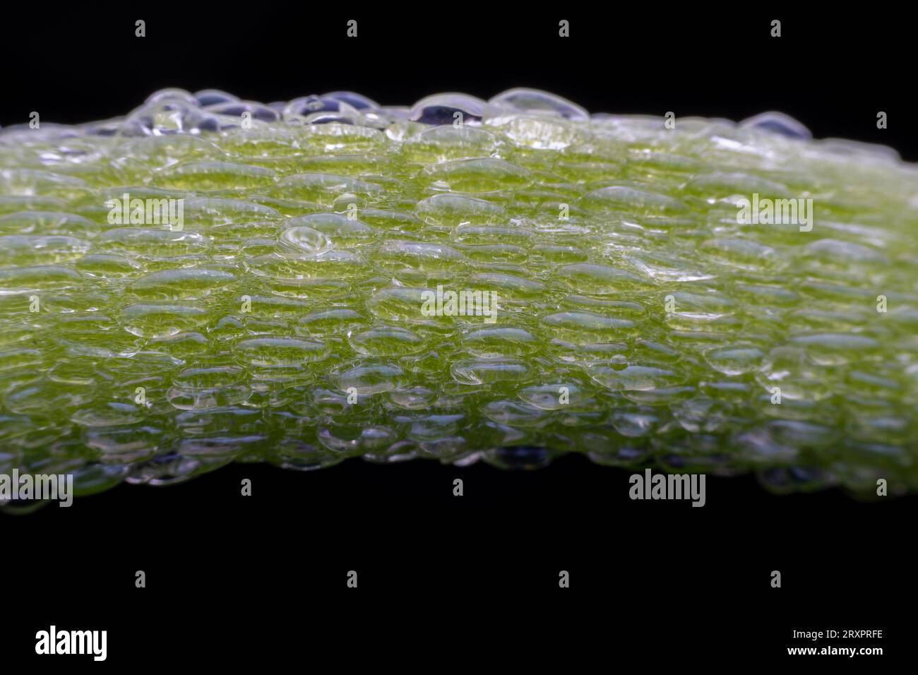 African ice vegetables hi-res stock photography and images - Alamy