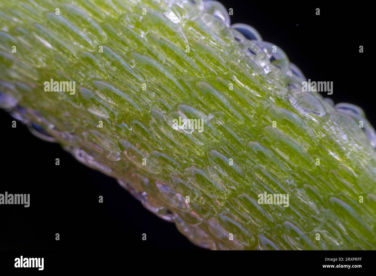 African ice vegetables hi-res stock photography and images - Alamy