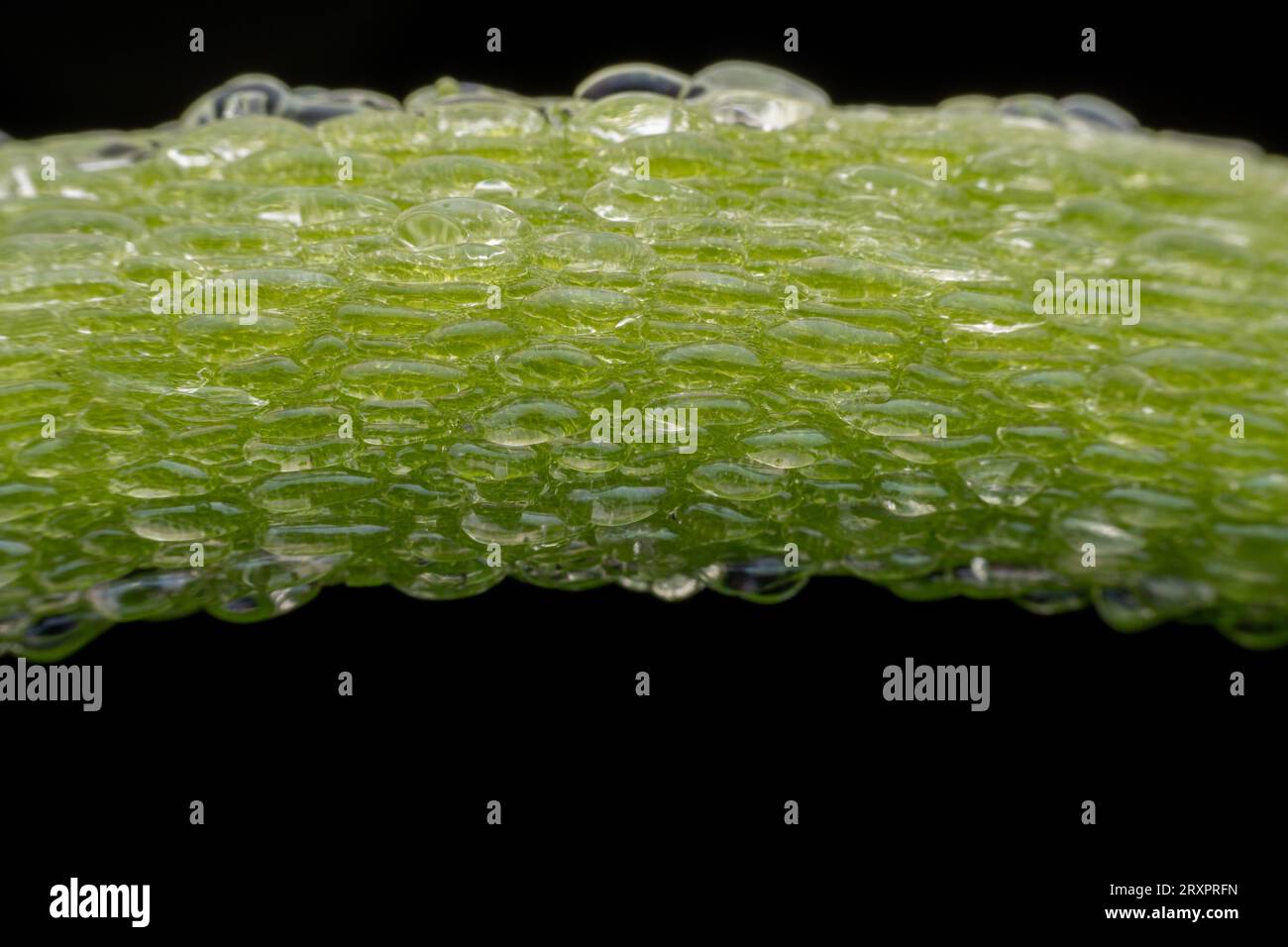 African ice vegetables hi-res stock photography and images - Alamy