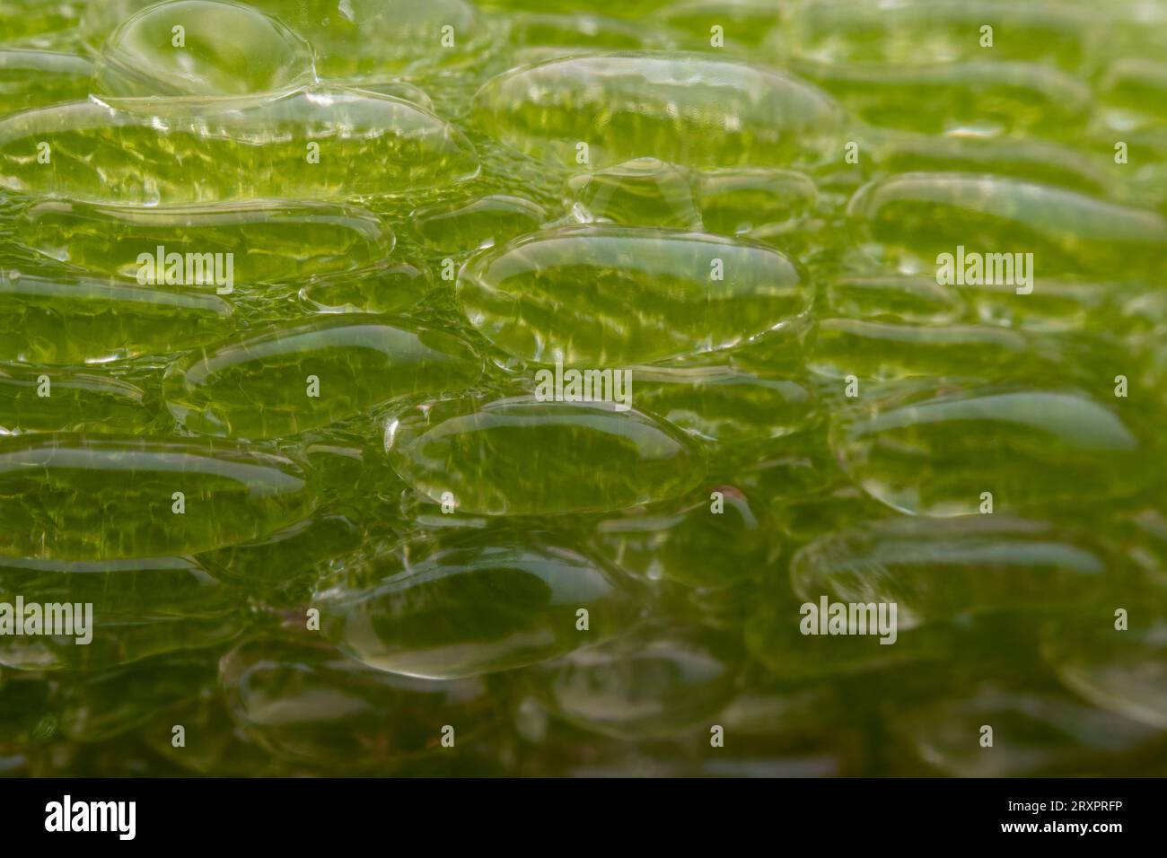 African ice vegetables hi-res stock photography and images - Alamy