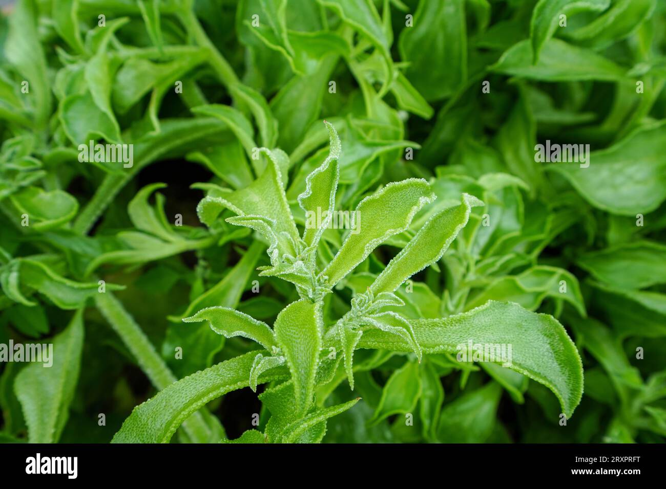 The leaves of African ice grass are in the botanical garden in North ...