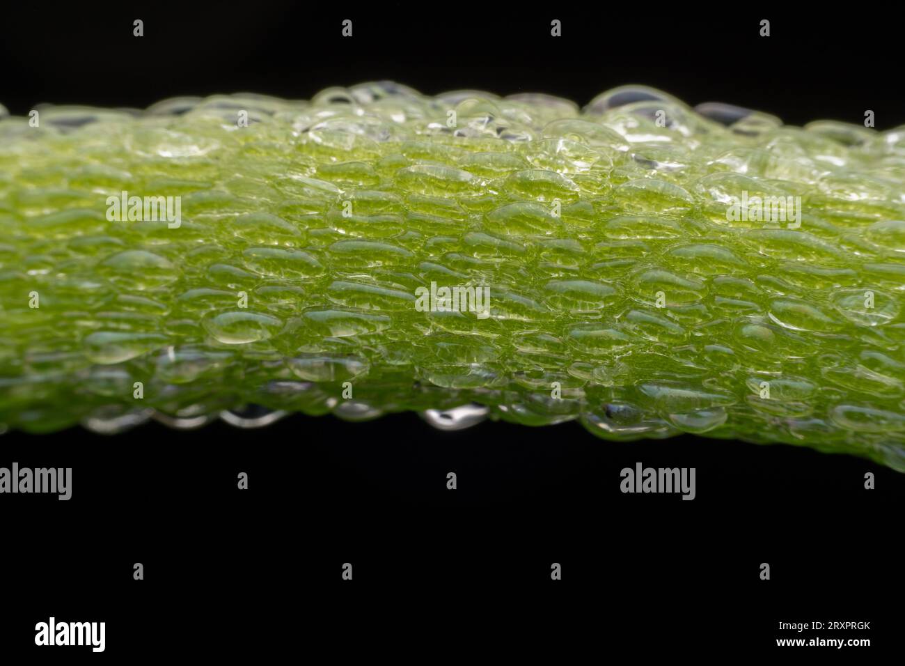 Close-up of African Iced Vegetable Stalks Stock Photo - Alamy
