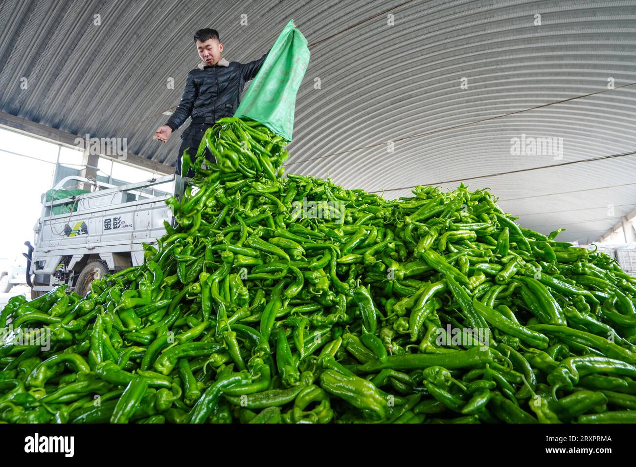 Luannan County, China - April 25, 2023: Farmers are sorting chili ...