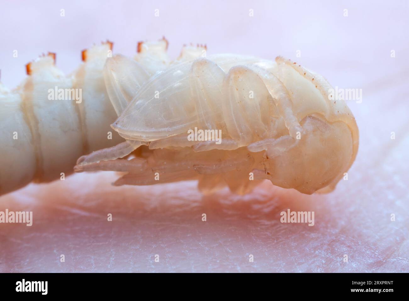 Mealworm pupa hi-res stock photography and images - Alamy