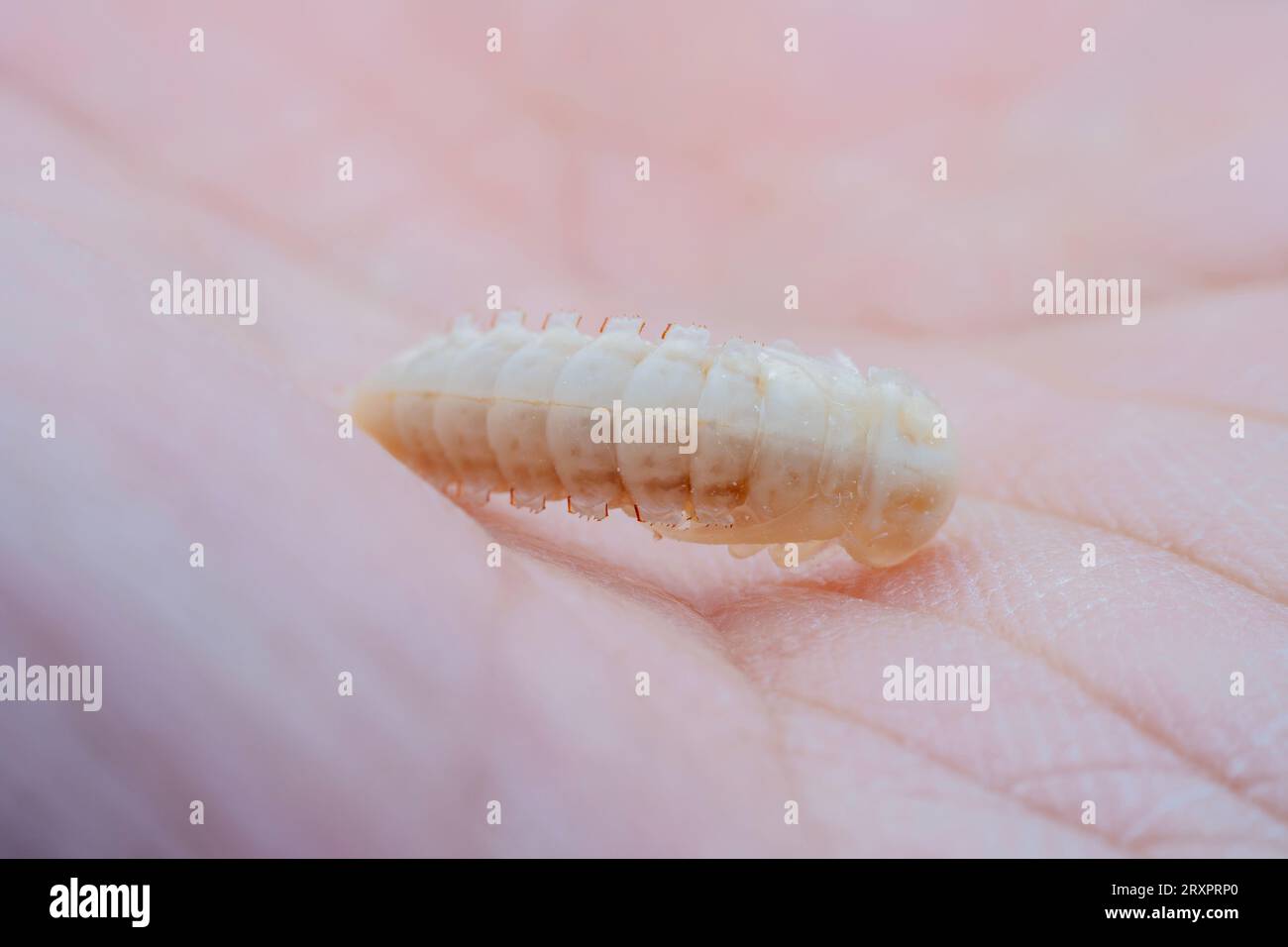 Mealworm pupa hi-res stock photography and images - Alamy