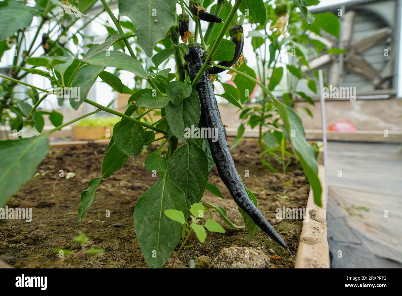 Varieties of chili peppers hi-res stock photography and images - Alamy