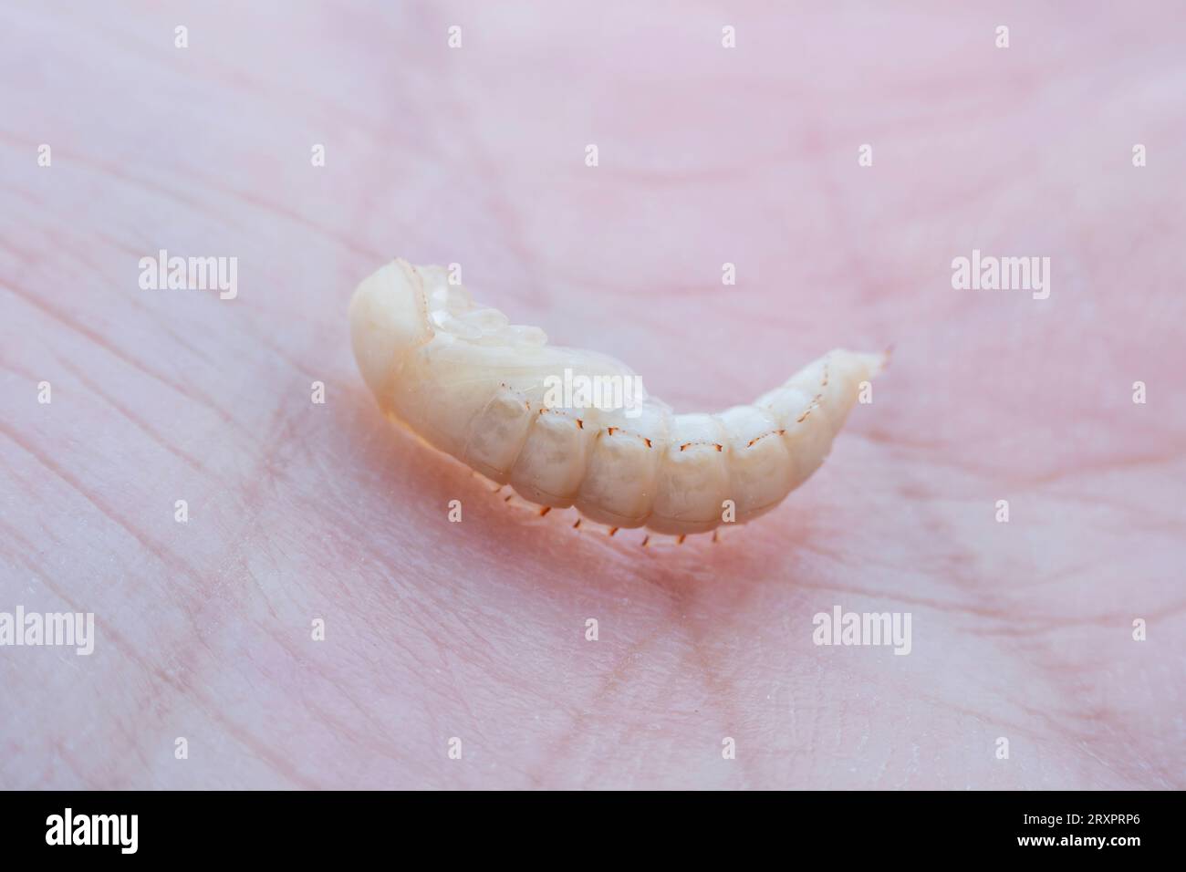 Mealworm pupa hi-res stock photography and images - Alamy