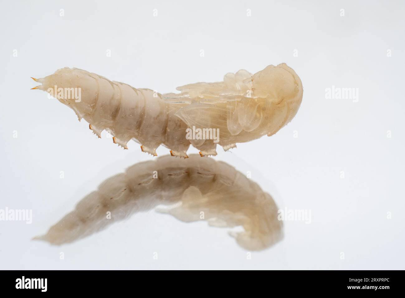 Mealworm pupa hi-res stock photography and images - Alamy