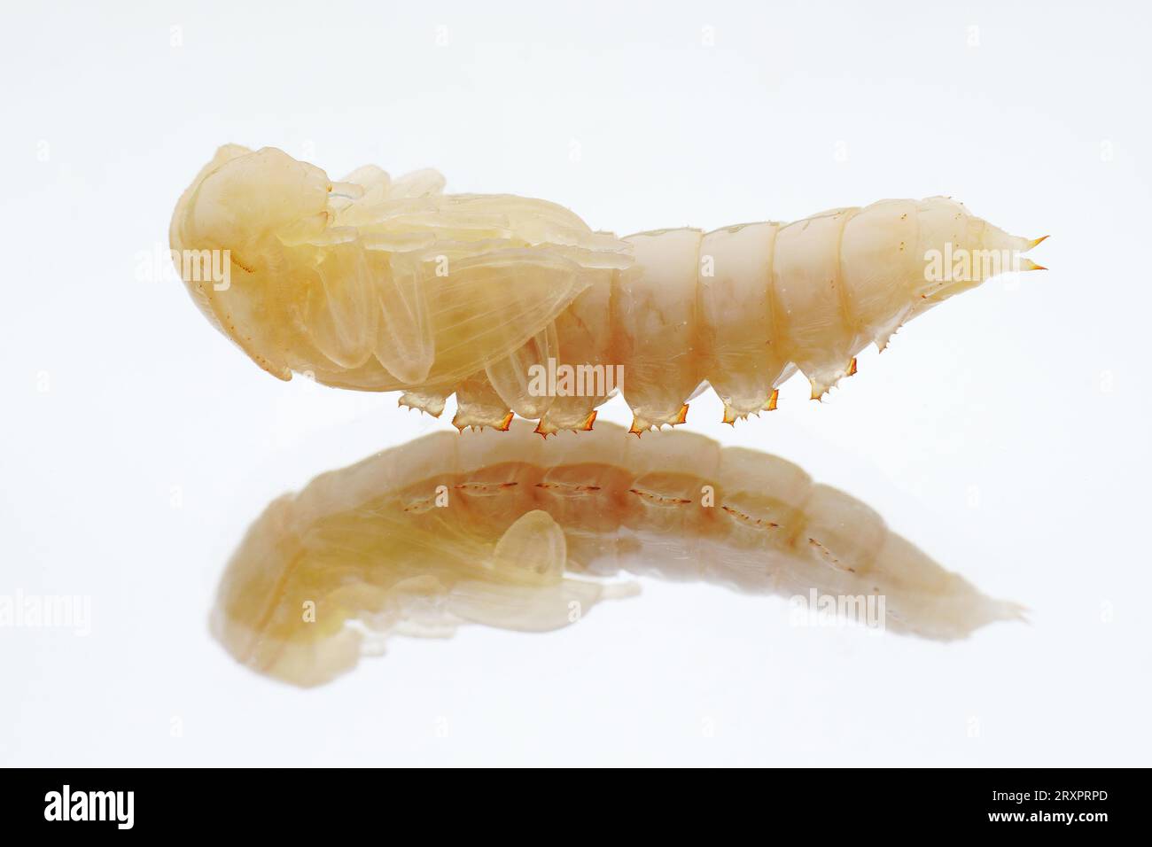 Mealworm pupa hi-res stock photography and images - Alamy