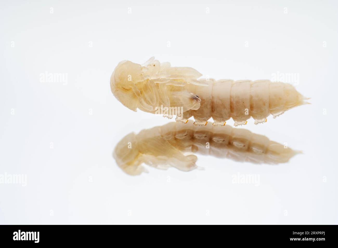 Mealworm pupa hi-res stock photography and images - Alamy