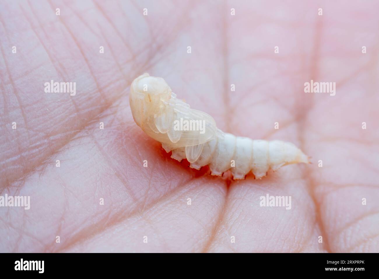 The pupa of the yellow mealworm Stock Photo - Alamy