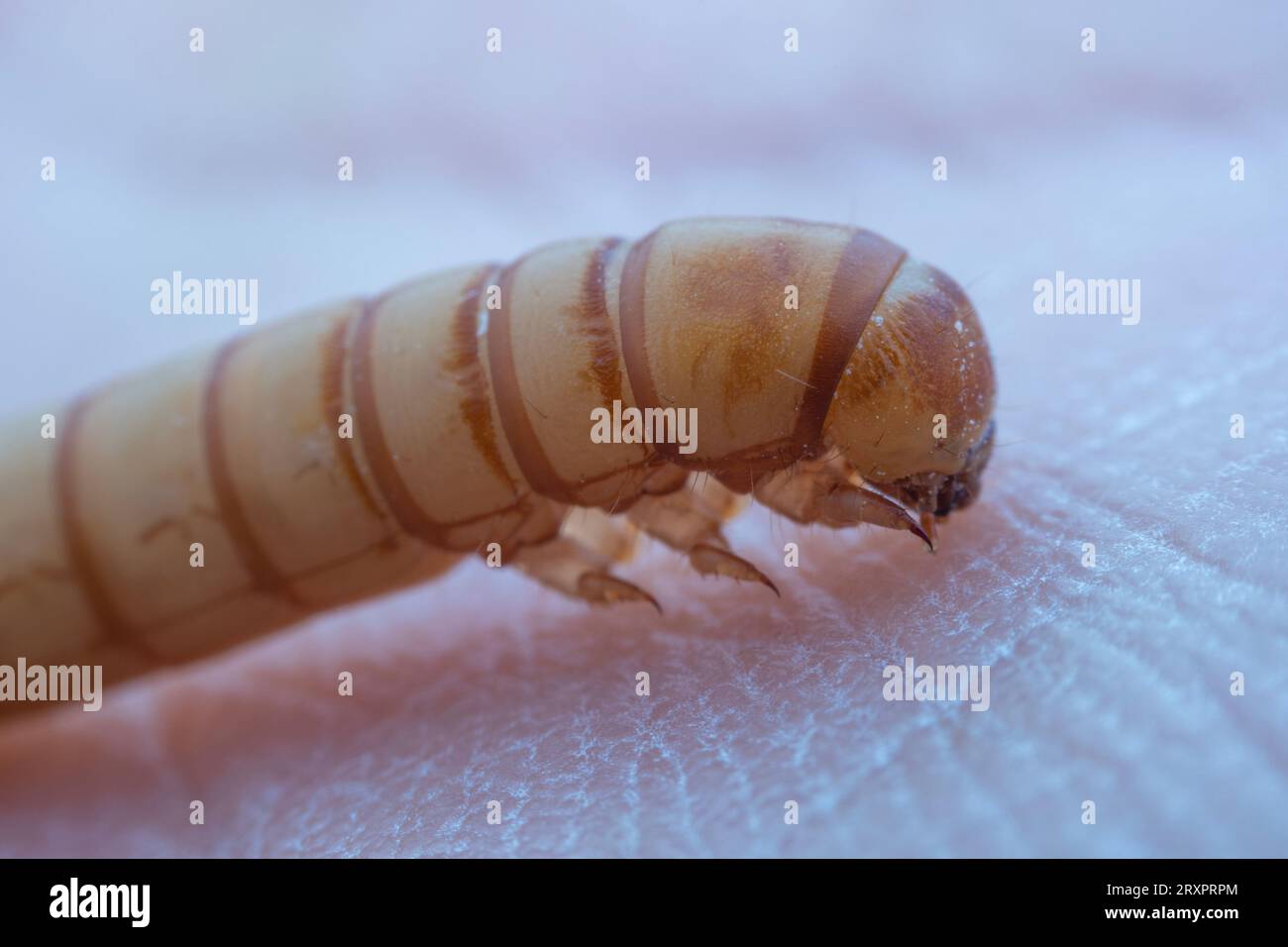 The larvae of the yellow mealworm Stock Photo - Alamy