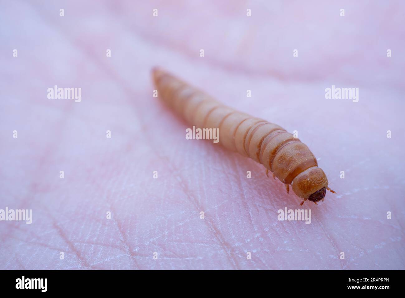 The larvae of the yellow mealworm Stock Photo - Alamy