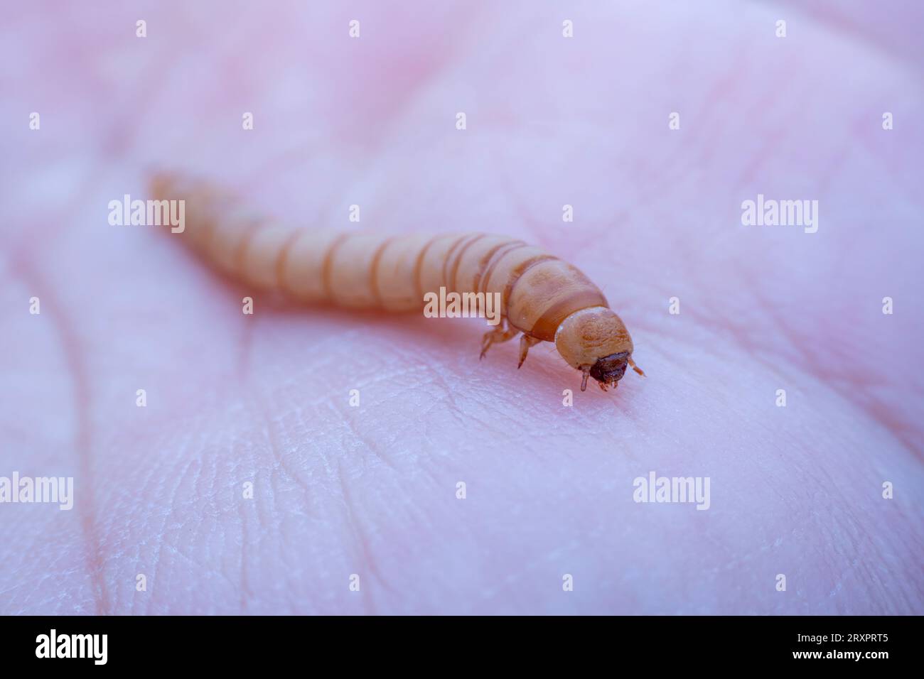 Larvae mealworms hi-res stock photography and images - Alamy