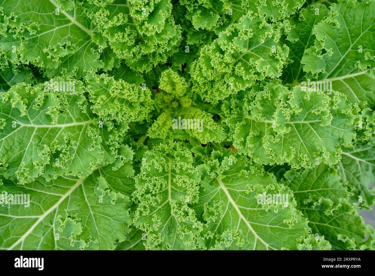 The robust growth of kale in a botanical garden Stock Photo - Alamy